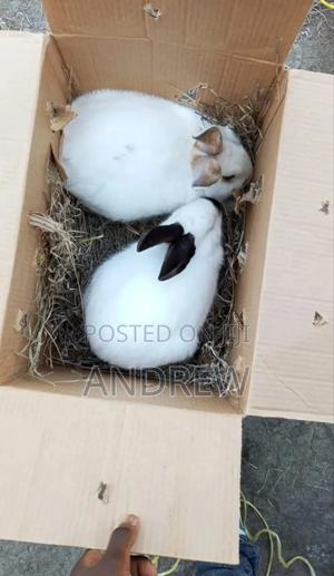 Hybrid Rabbit in Athi River - Farm Animals, Andrew Kavila | Jiji.co.ke