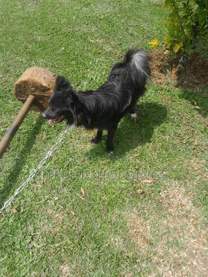 3-6 months Male Mixed Breed Japanese Spitz in Githunguri - Dogs ...