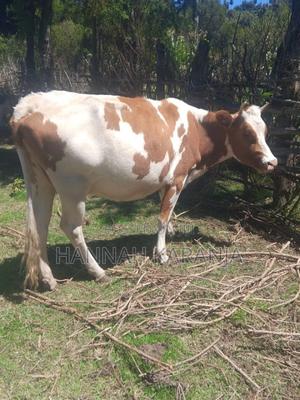 Asha Dairy Cow in Engineer - Farm Animals, Hannah Karanja | Jiji.co.ke
