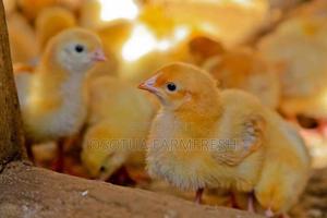 3 Weeks Old F1 Sasso Chicks in Ngong - Farm Animals, Osotua Farmfresh ...