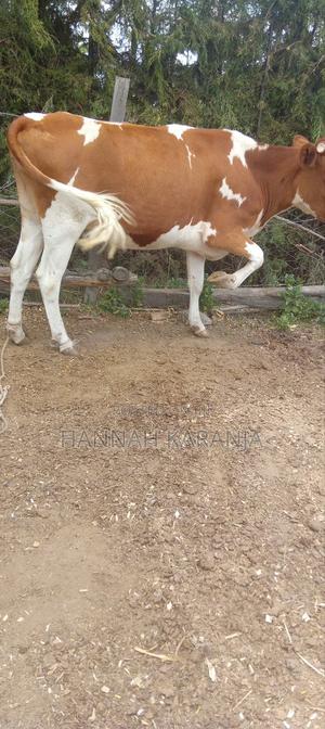 Super Asha Dairy Cow in Engineer - Farm Animals, Hannah Karanja | Jiji ...