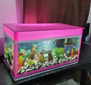 100-Litre Fully Equipped Aquarium in Nairobi Central - Fish, Milton ...