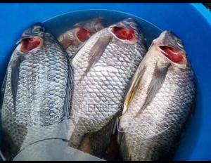 Tilapia Fish in Gikomba/Kamukunji - Meals & Drinks, Kennedy Adero ...