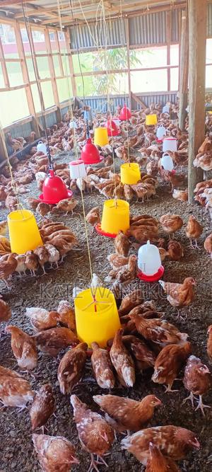 Kenchic 9weeks (Plus)Layer Chics in Thika - Farm Animals, Kate Wanjiku ...