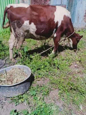 Super Asha Dairy Cow in Magumu - Farm Animals, Hannah Karanja | Jiji.co.ke