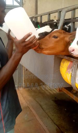 Almost Weaning Heifer's/Bull's. in Githunguri - Farm Animals, Esther ...