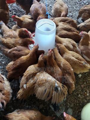 Kenbro Hens in Embakasi - Farm Animals, Dominic Kwemoi | Jiji.co.ke
