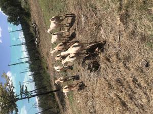 Somali Livestock for Sell in Mlolongo - Farm Animals, Fazul Ahmed ...