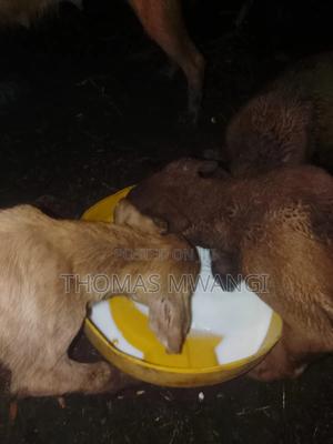 1-3 months Male Purebred Belgian Malinois in Ruai - Dogs & Puppies, Thomas Mwangi | Jiji.co.ke