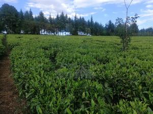 1/2 Acre Plots In Riara Ridge in Tigoni - Land & Plots for Rent ...