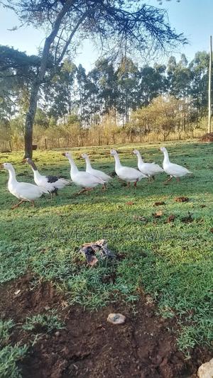 Giant Goose Breed in Kapseret - Farm Animals, Sylvester Kirwa | Jiji.co.ke