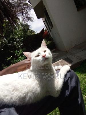 1+ year Female Purebred American Curl in Lavington - Cats & Kittens ...