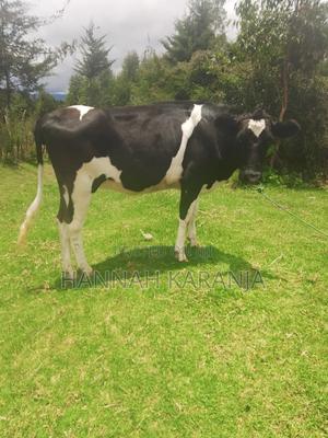 Clean Heifer Frisian in North Kinangop - Farm Animals, Hannah Karanja ...