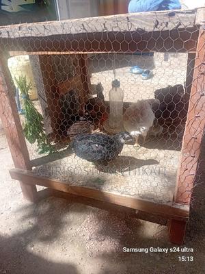 Kienyeji Chicken in Malaha/Isongo/Makunga - Farm Animals, Chrisostom ...