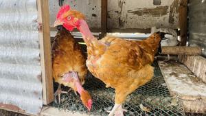 Improved Kienyeji Kenbro Chickens 4 Months Old in Kamulu - Farm Animals ...