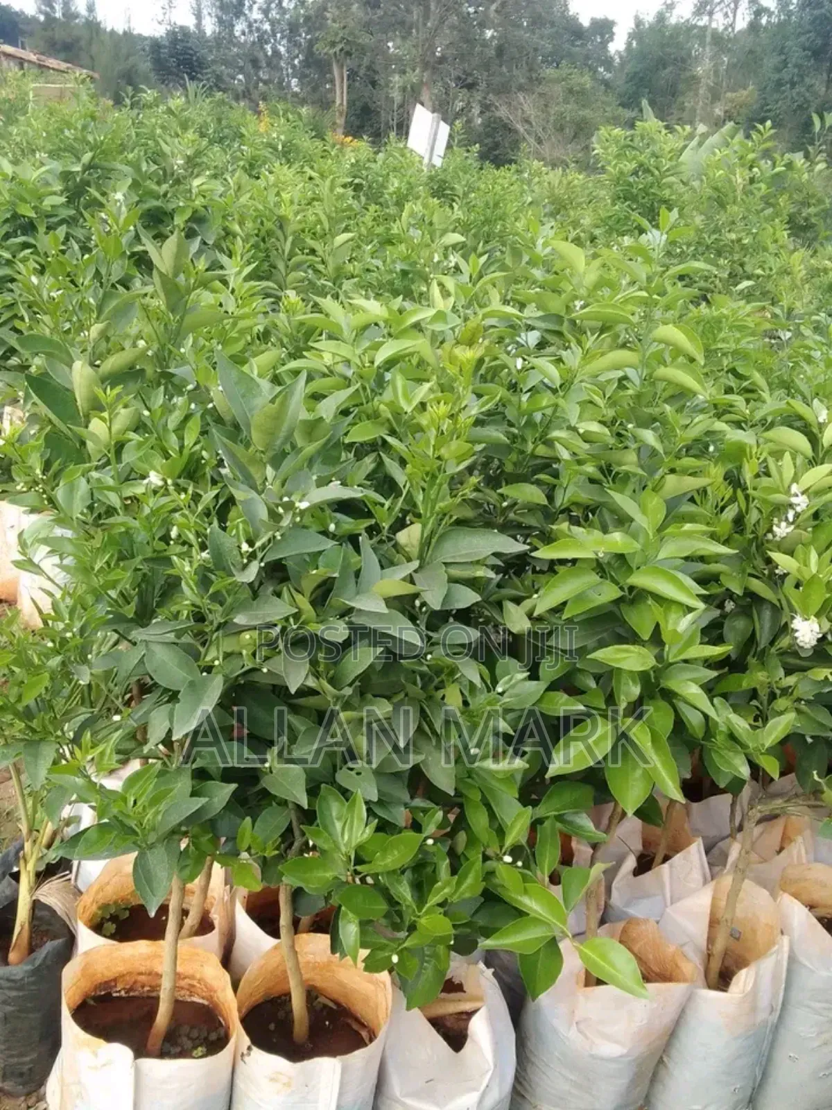 Quality And Affordable Fruit Seedling For Sale - Allan Mark Price: KSh ...