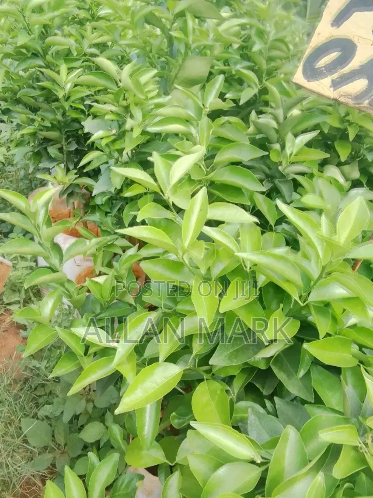 Quality And Affordable Fruit Seedling For Sale - Allan Mark Price: KSh ...