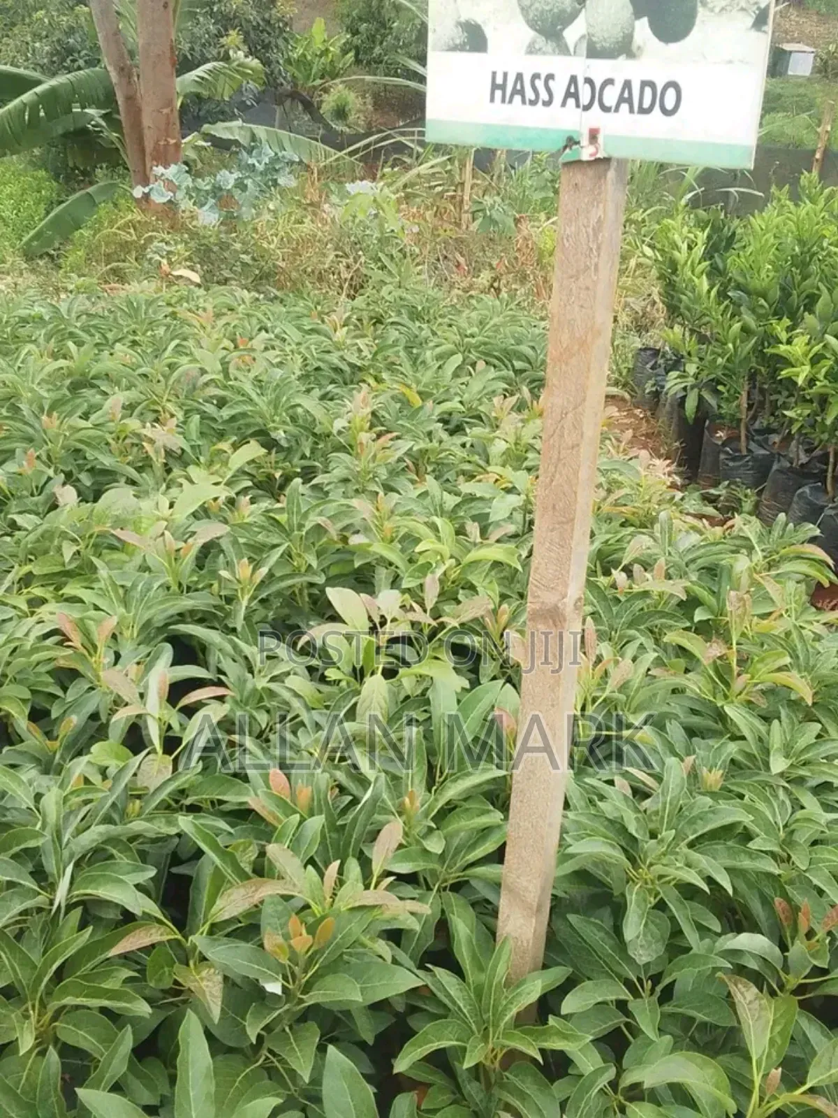 Quality And Affordable Fruit Seedling For Sale - Allan Mark Price: KSh ...